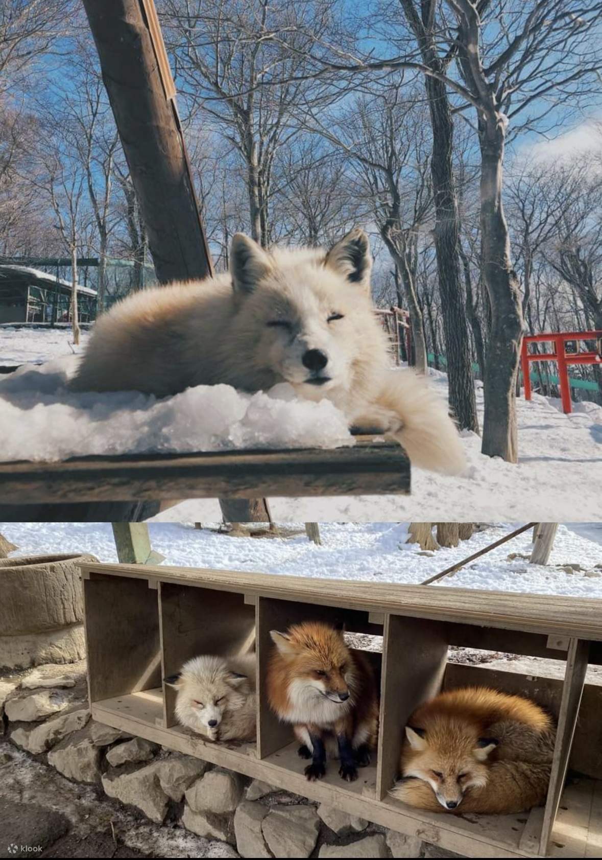 [Two-day winter skiing tour] Zao Onsen Ski Resort skiing/ice frost ...